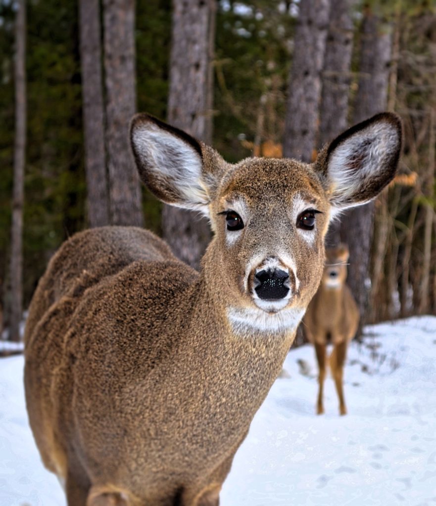 Wildlife of Canada | TravelBox - Travel Blog