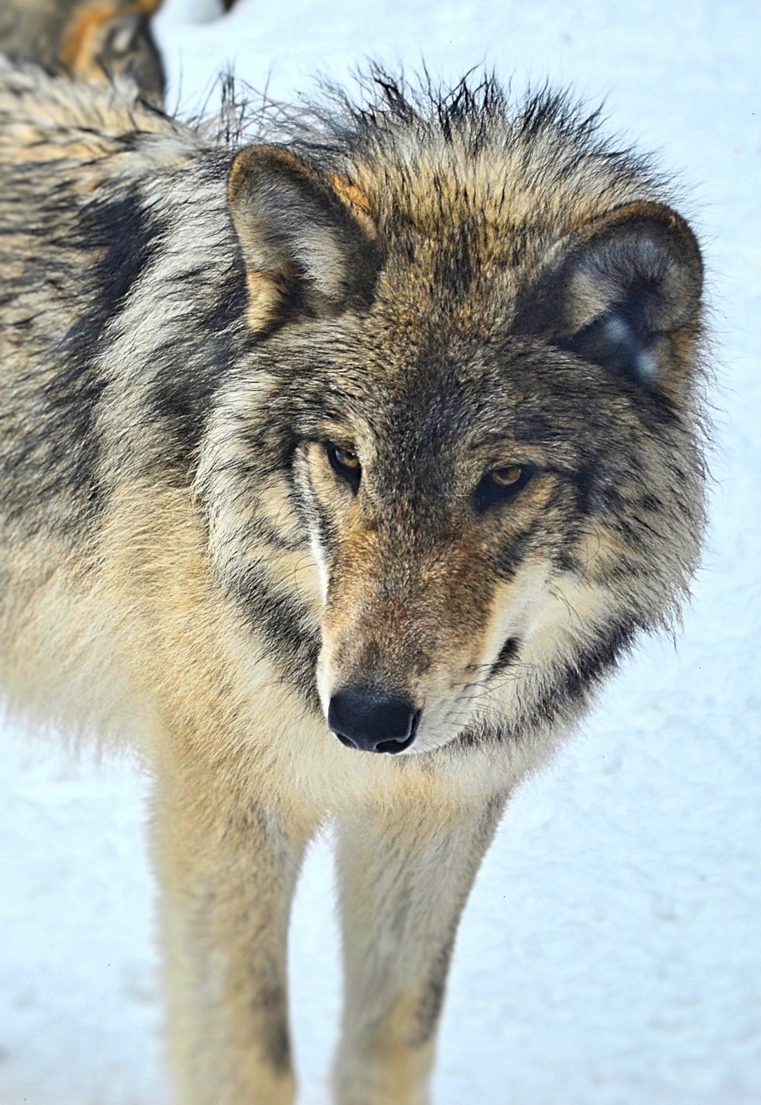 Encounter the Wild: Exploring the Fascinating Wild Life Canada