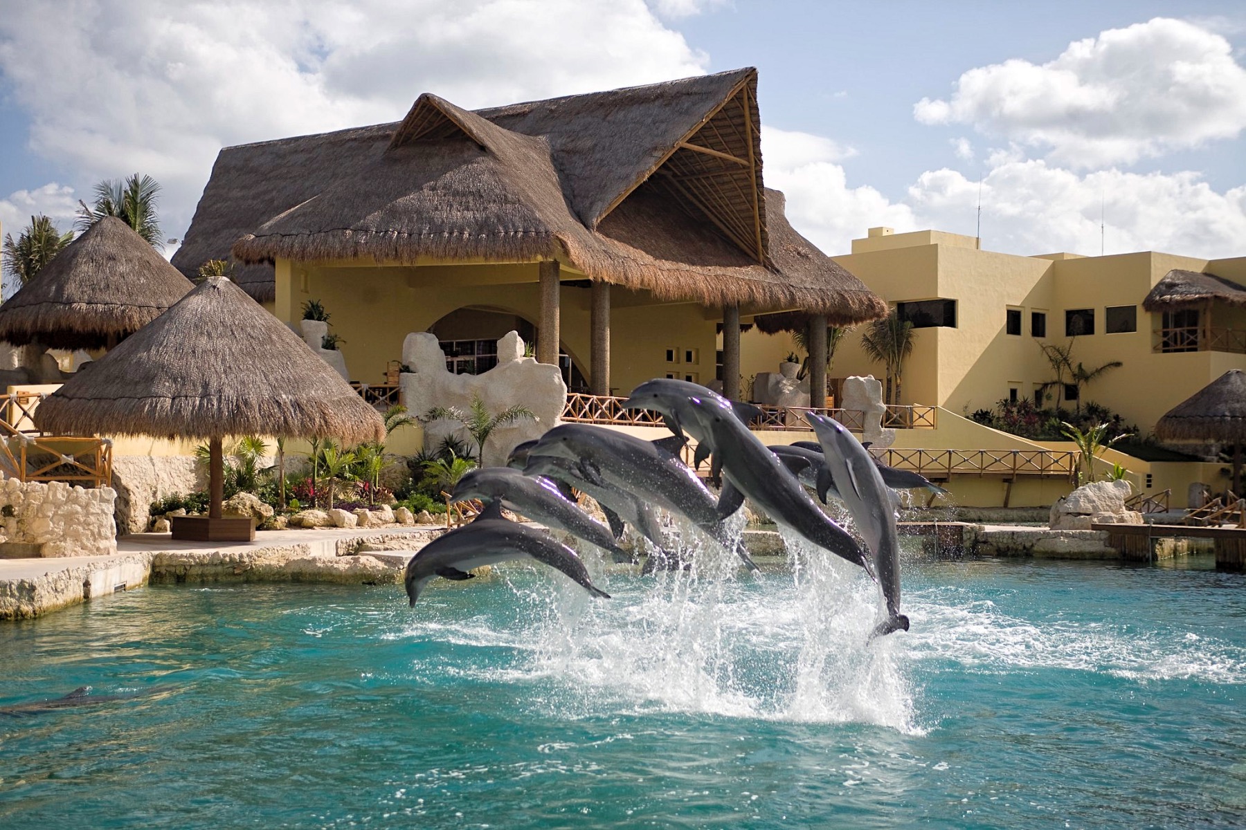 Dolphin Park | TravelBox - Global Trip Activity Planner
