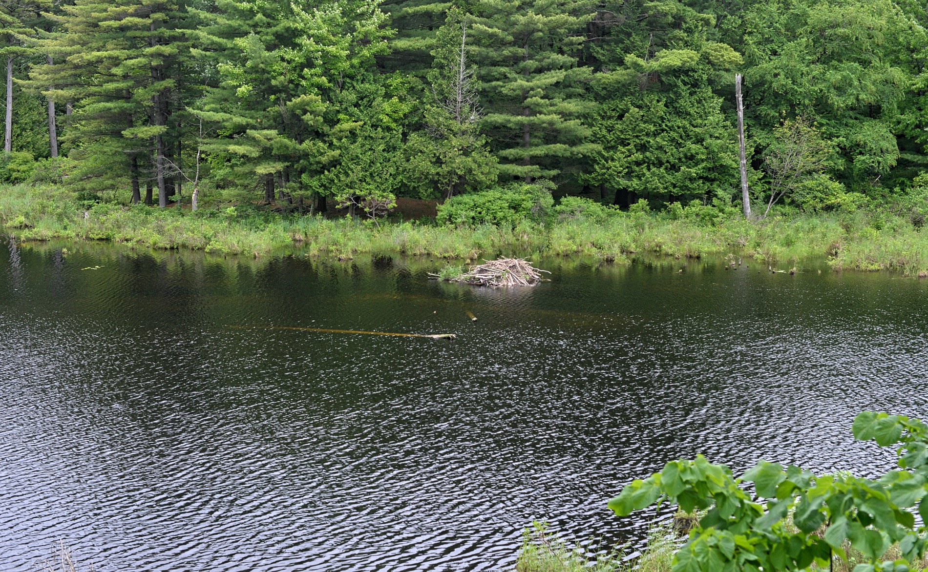 Beaver Pond Trail (Foley) | TravelBox - Global Trip Activity Planner