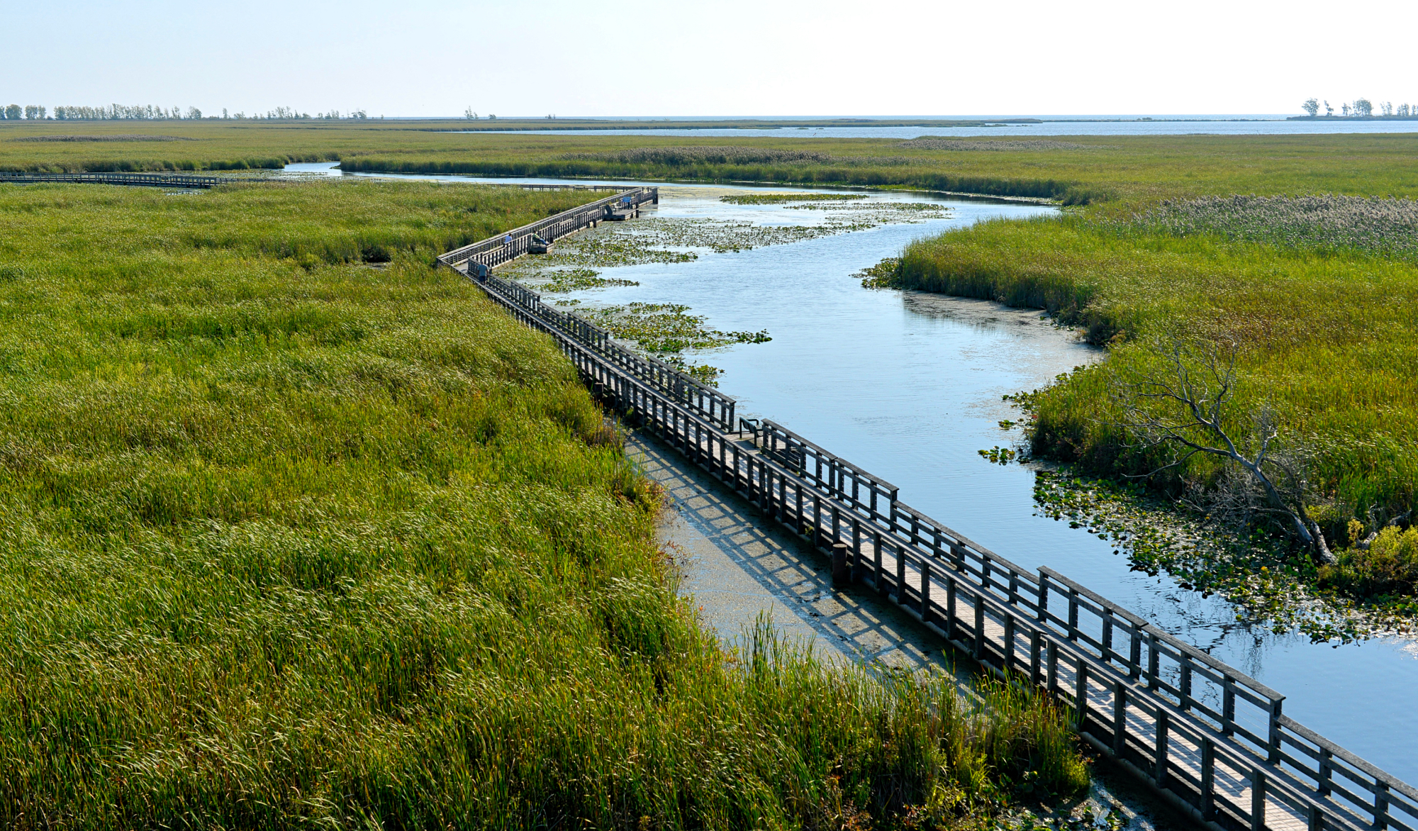 Point Pelee – Marsh Boardwalk | TravelBox - Global Trip Activity Planner