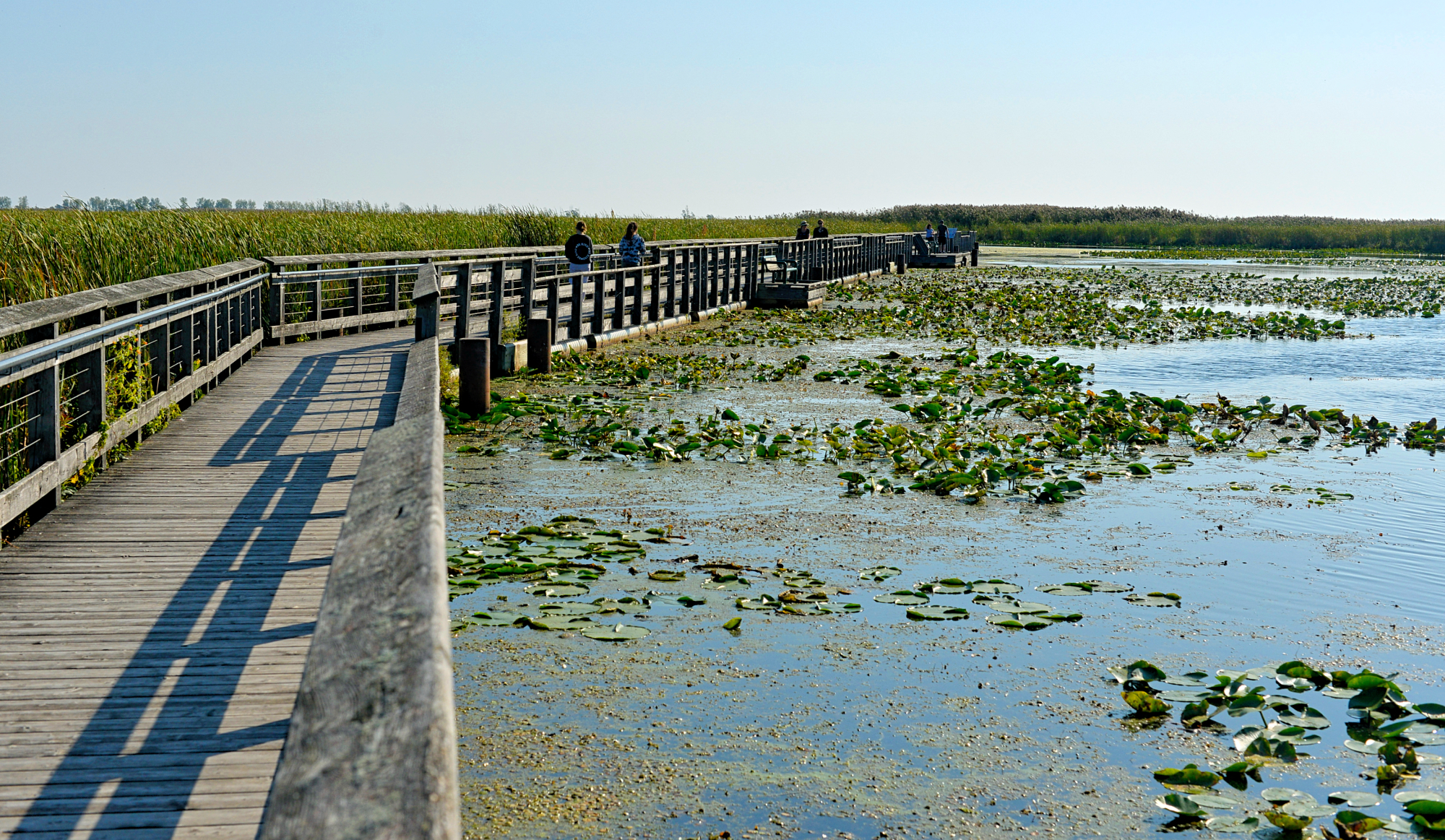 Point Pelee – Marsh Boardwalk | TravelBox - Global Trip Activity Planner